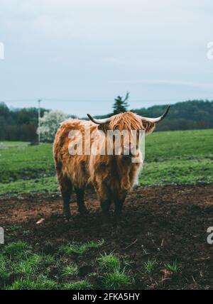 Vertical shot of a ginger bull on a green field outdoors Stock Photo ...