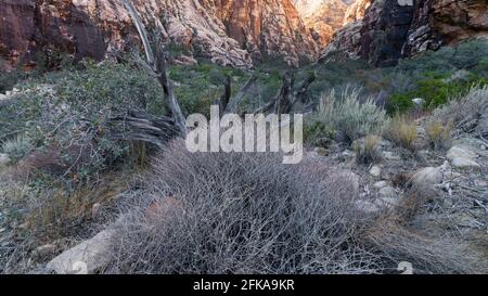 Ice Box Canyon, Red Rock Canyon National Conservation Area, Nevada ...