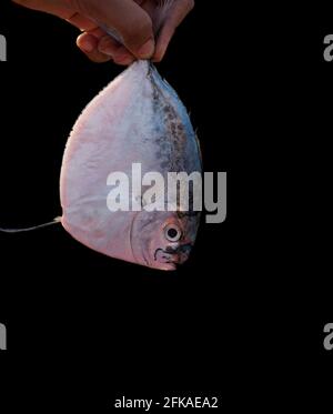 Delicious and beautiful fresh horse mackerel istavrit fish frying in a ...