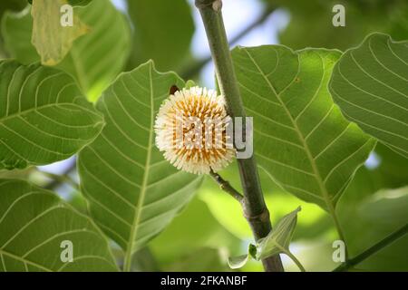 Kadamb (Neolamarckia cadamba) flowers in dense globe-shaped clusters ...