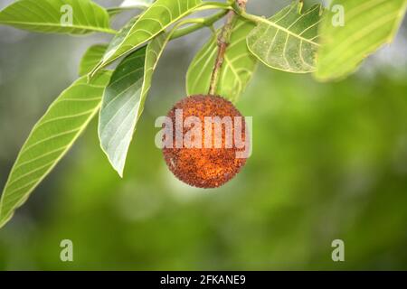 Kadamb (Neolamarckia cadamba) flowers in dense globe-shaped clusters ...