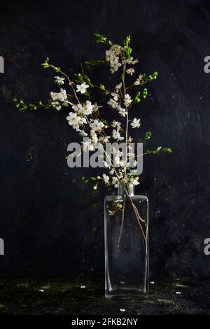 Fruit tree twigs with blooming white and pink petal flowers in spring ...