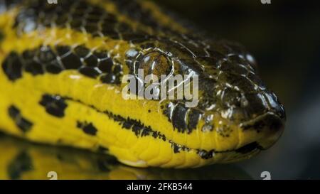 Closeup shooting of yellow anaconda with head Stock Photo - Alamy
