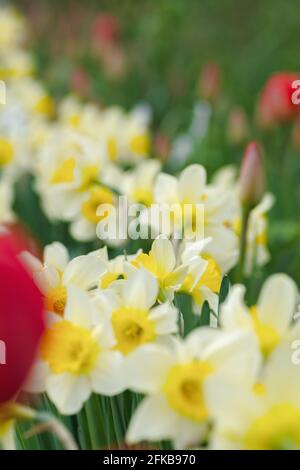 Selective focus shot of a yellow ladybug on a wire Stock Photo - Alamy