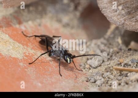 spider wasp, pompilid wasp (Auplopus carbonarius, Pseudagenia ...