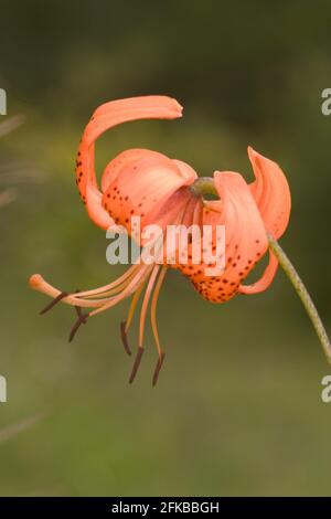 David's Lily (Lilium davidii), flower Stock Photo - Alamy