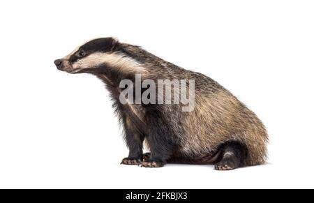 side view European badger, six months old Stock Photo - Alamy