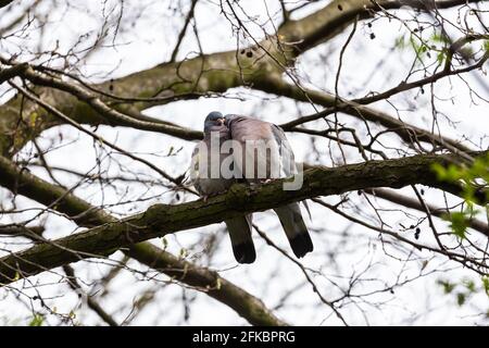 Hugging and kissing pigeons on a branch Stock Photo - Alamy