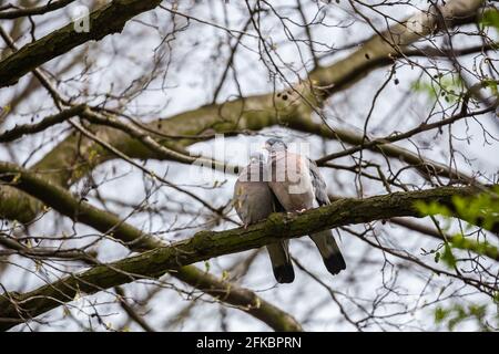 Hugging and kissing pigeons on a branch Stock Photo - Alamy
