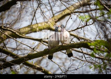 Hugging and kissing pigeons on a branch Stock Photo - Alamy