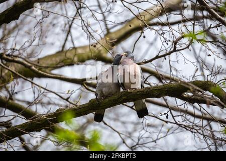 Hugging and kissing pigeons on a branch Stock Photo - Alamy