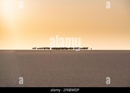 People walking through the desert Stock Photo - Alamy