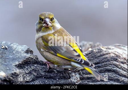 The European greenfinch (Chloris chloris) Photo: Ola Jennersten / TT ...