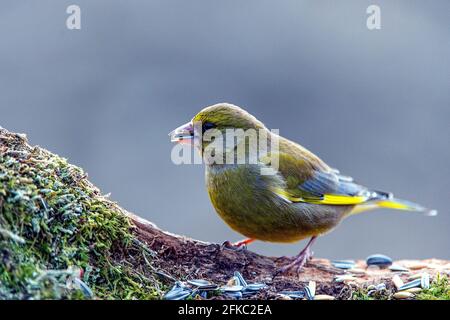 The European greenfinch (Chloris chloris) Photo: Ola Jennersten / TT ...