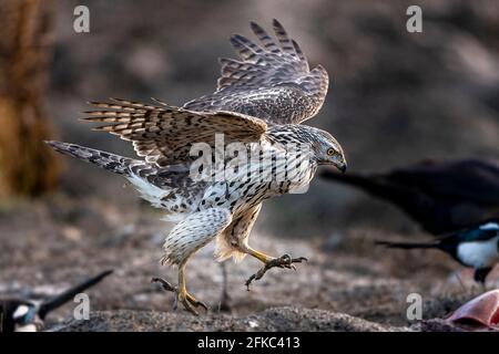 Gose hawk (Accipiter gentilis) Photo: Ola Jennersten /TT / code 2754 ...