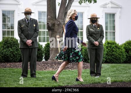 Washington, USA. 30th Apr, 2021. First Lady Jill Biden plants a Linden ...