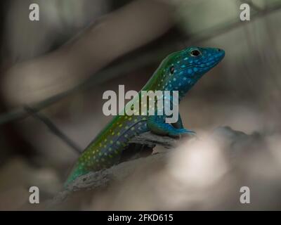 Rainbow Whiptail (Cnemidophorus lemniscatus), a lizard found in South ...