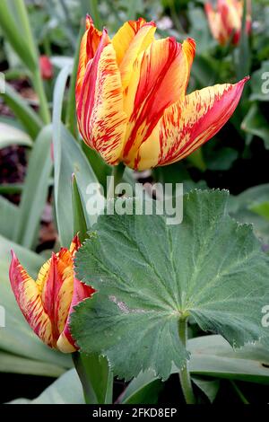 Tulipa ‘Rubens’ Rembrandt 9 Rubens tulip – scarlet red flowers with ...