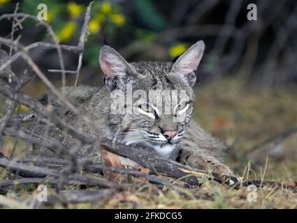 A Bobcat Kitten is seen in Phoenix, Arizona Stock Photo - Alamy