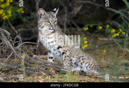 A Bobcat Kitten is seen in Phoenix, Arizona Stock Photo - Alamy