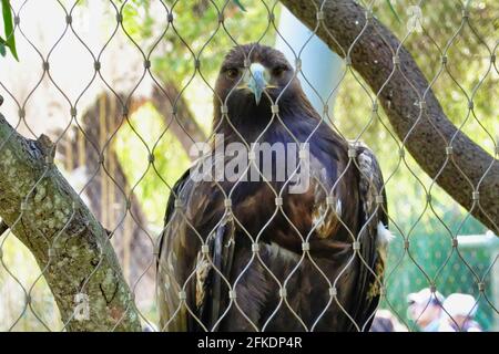 Closeup shot of a hawk on rocks inside a fenced cage Stock Photo - Alamy