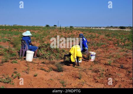 Subsistence farmers in rural South Africa harvesting bambara groundnuts ...