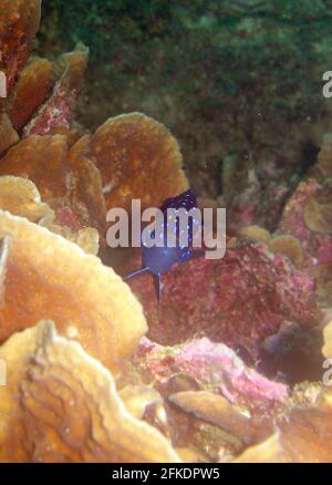 Yellowtail Damselfish (Microspathodon chrysurus Stock Photo - Alamy