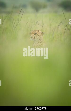 Cheetah sits looking left in blurry grass Stock Photo - Alamy