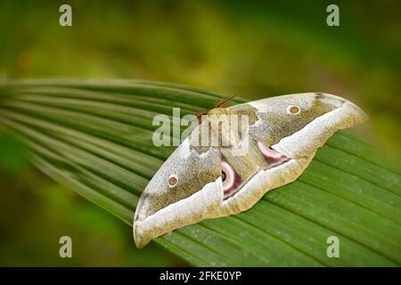 African Emperor Moth (Gonimbrasia zambesina) In full startle display ...