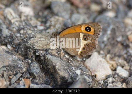 Spanish Gatekeeper (Pyronia bathseba) on the ground Stock Photo - Alamy