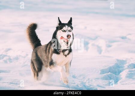 Happy and active dog outdoors in the grass on a sunny summer day ...