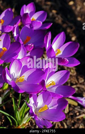 Spring flowering bulbs of purple Crocus flower. Crocus vernus Stock ...