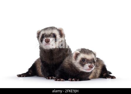 Cute couple of young ferrets laying down side ways, looking to camera ...