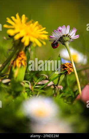 field flowers with ladybug Stock Photo - Alamy