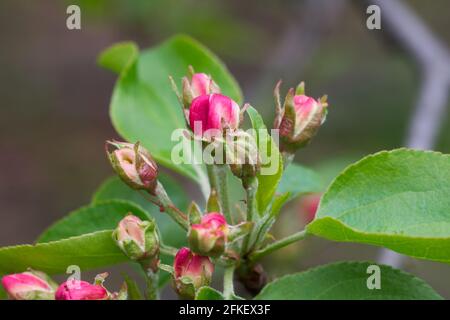 Apple buds on a twig, macro image of a Stock Photo - Alamy
