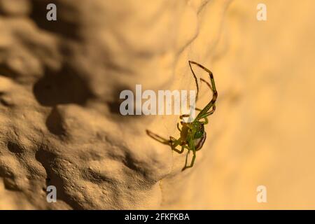 Soft focus of a green spider creeping on a white rock Stock Photo - Alamy