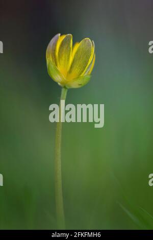 LESSER CELANDINE Ficaria verna. Photo: Tony Gale Stock Photo - Alamy