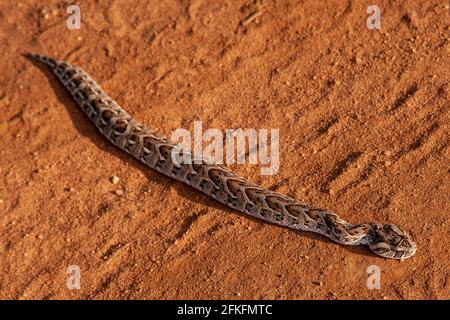Puff Adder in the Serengeti National Park, Tanzania Stock Photo - Alamy