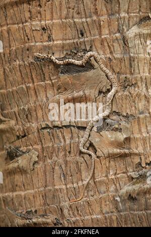 East African bark snake Stock Photo - Alamy