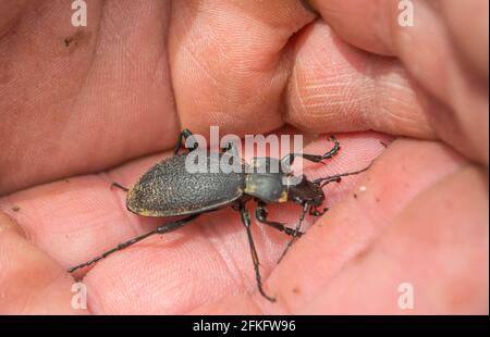 The largest european ground beetle, Carabus gigas = Procerus gigas ...