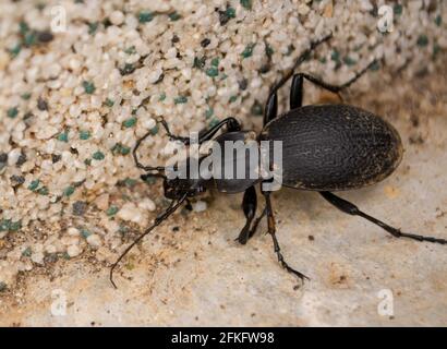 The largest european ground beetle, Carabus gigas = Procerus gigas ...