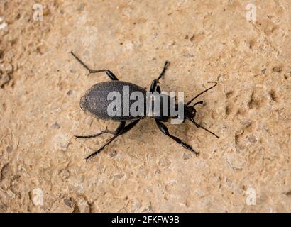 The largest european ground beetle, Carabus gigas = Procerus gigas ...