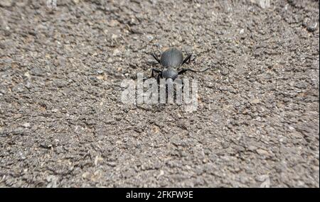 Carabus Gigas, Black beetle Stock Photo - Alamy