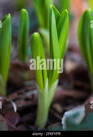 Wildflower sprouts along the Potomac River in Virginia, United States ...