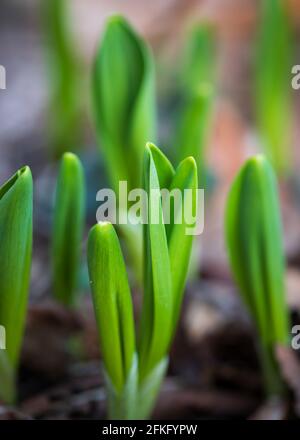 Wildflower sprouts along the Potomac River in Virginia, United States ...