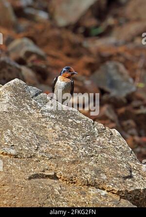 Pacific Swallow (Hirundo tahitica javanica Stock Photo - Alamy