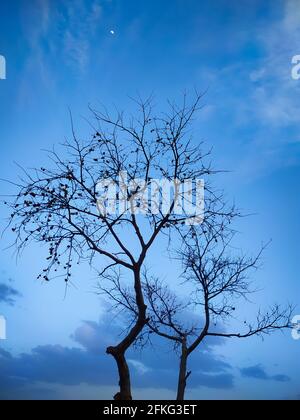 withered trees and blue sky in the woodland in sunny day. A hiking ...