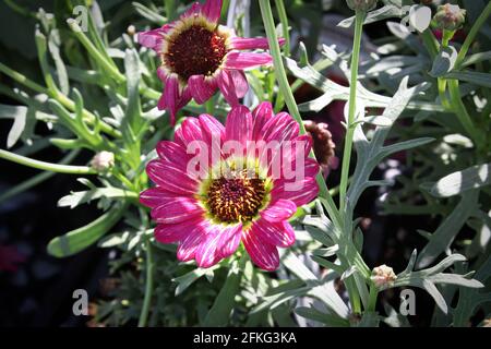Closeup of a pink and yellow grandaisy flower growing Stock Photo - Alamy