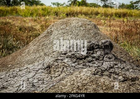 Close up of Mud Volcano in Trinidad and Tobago Stock Photo - Alamy