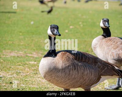 Close up shot of Canada Goose and many American Coot walking at Lake ...
